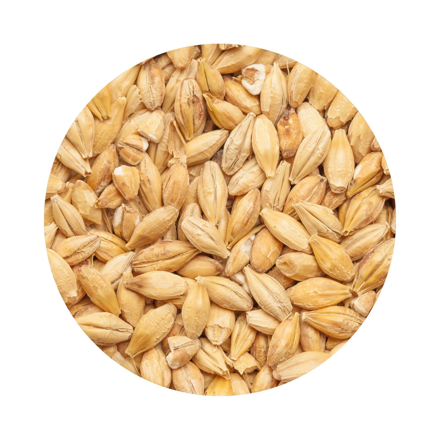 BEST Acidulated Malt BESTMALZ MaltMagnus