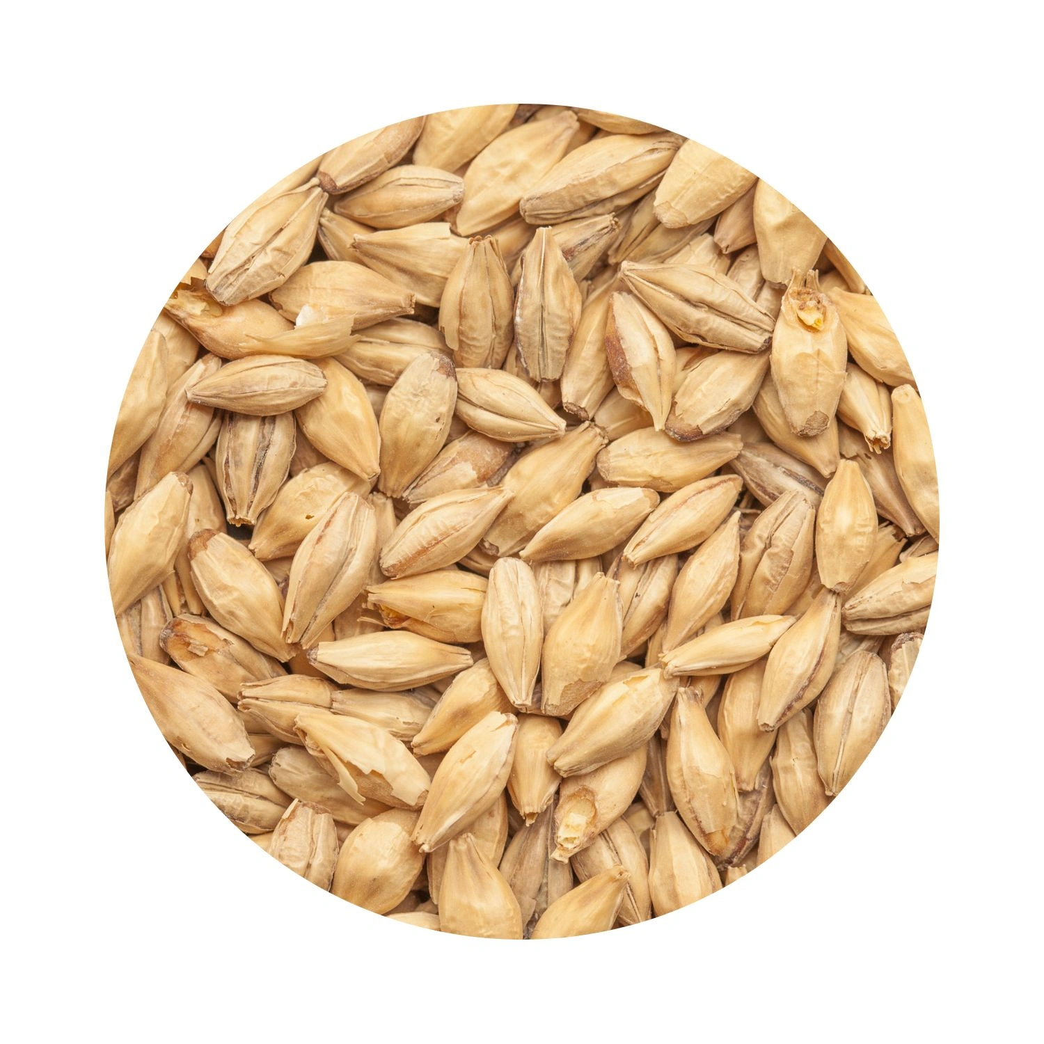 BEST Chit Malt BESTMALZ MaltMagnus