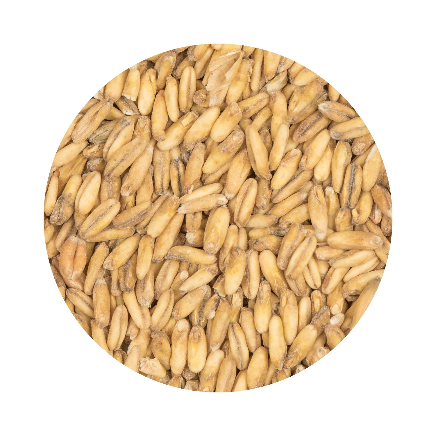 BEST Oat Malt BESTMALZ MaltMagnus