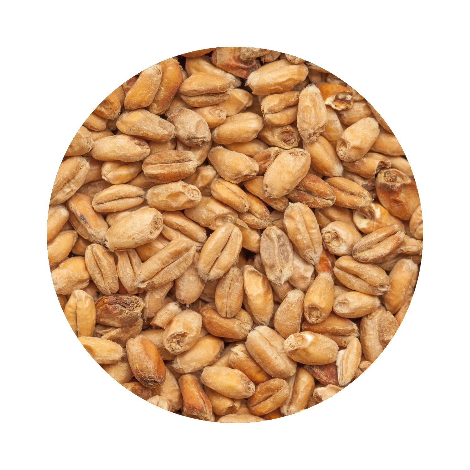 BEST Wheat Malt Dark BESTMALZ MaltMagnus