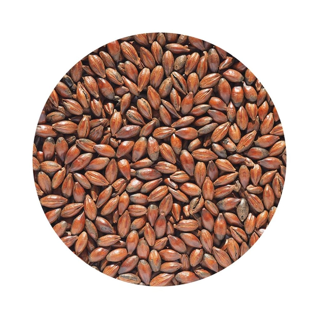 Low Color Chocolate Malt Whole Bag Malt from Crisp Malting Group MaltMagnus